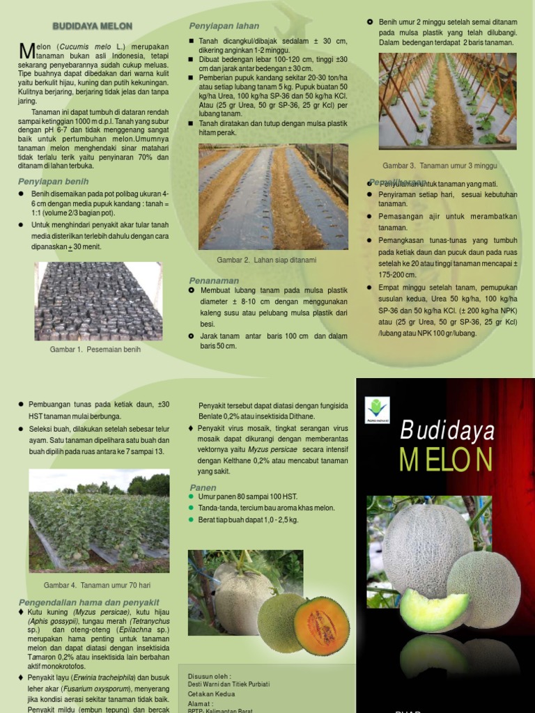 Budidaya Melon | PDF | Griya & Taman | Sains & Matematika