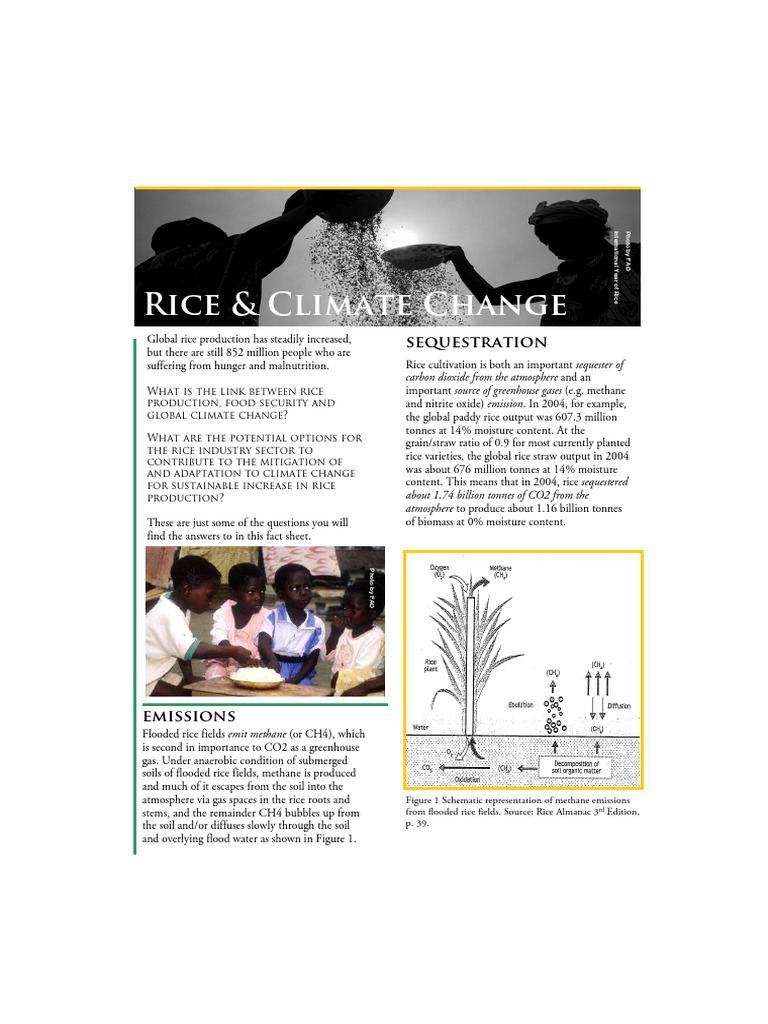 Rice & Climate Change: Sequestration | PDF | Rice | Carbon Sequestration