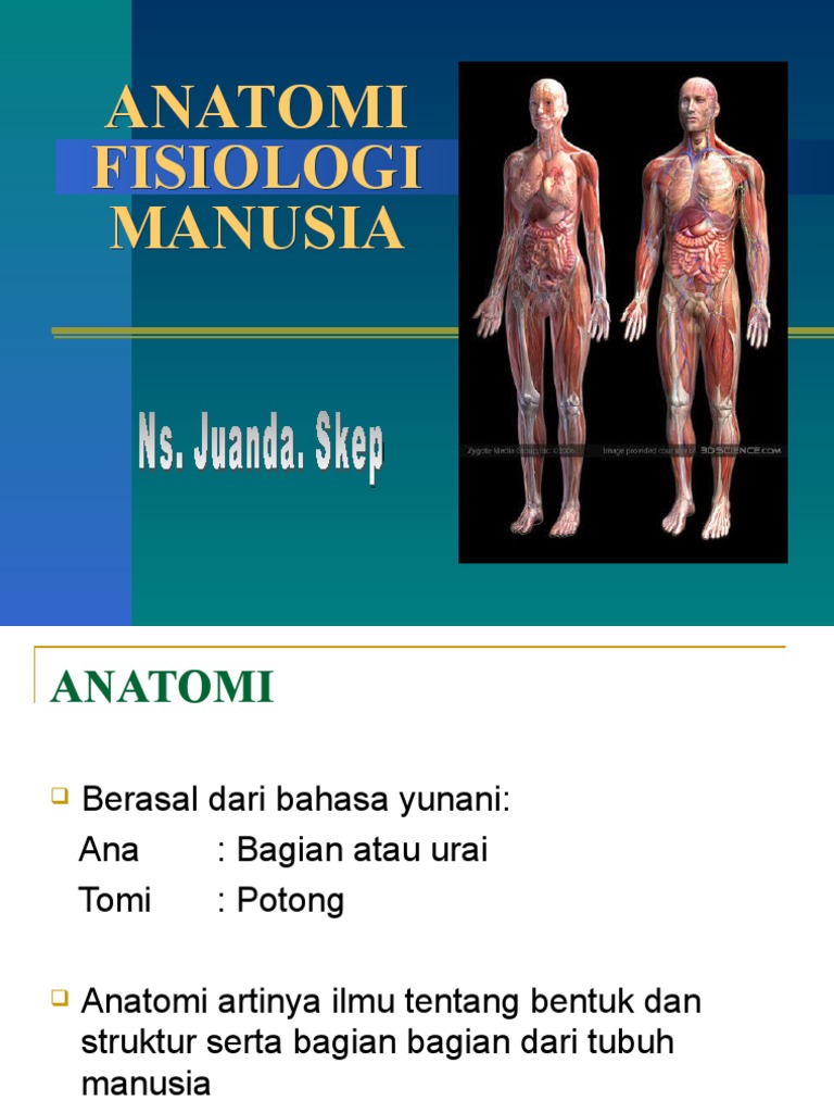 Anatomi dan Fisiologi Manusia Dasar | PDF