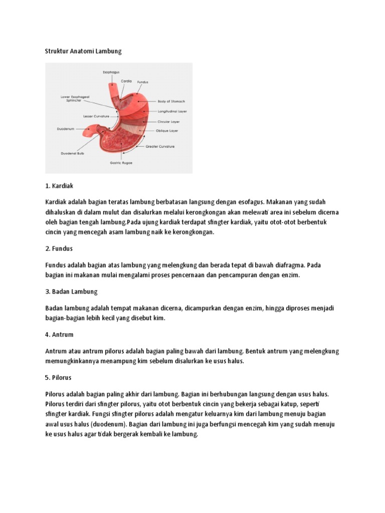 Struktur Anatomi Lambung-WPS Office | PDF