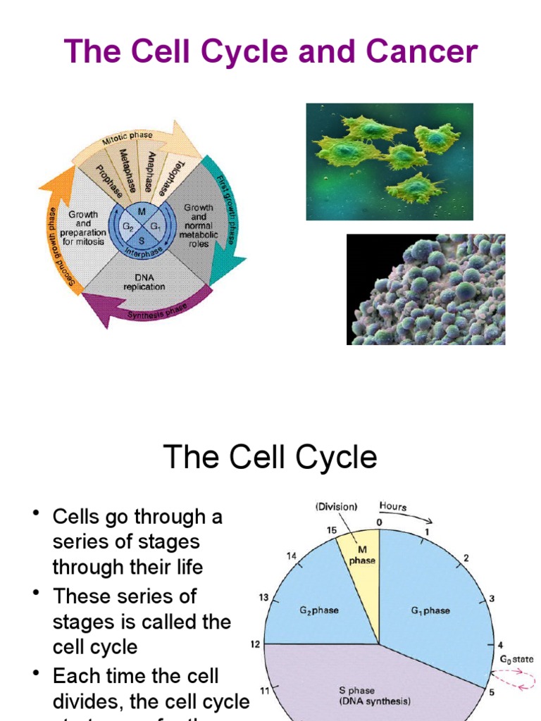 The Cell Cycle and Cancer Notes - 2 | PDF | Cell Cycle | Cancer