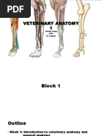 Dog Anatomy: A Photo Atlas | PDF