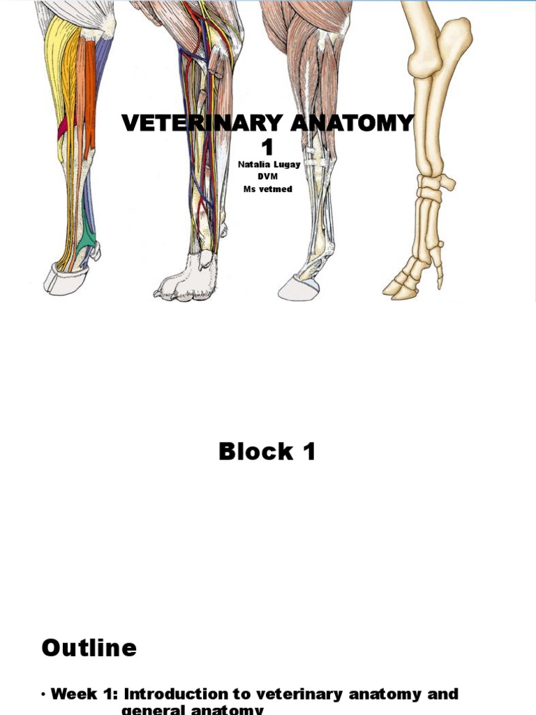 Veterinary Anatomy 1: Natalia Lugay DVM Ms Vetmed | PDF | Neuron ...