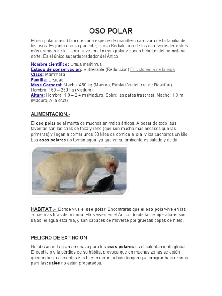 Información esencial sobre el oso polar | PDF