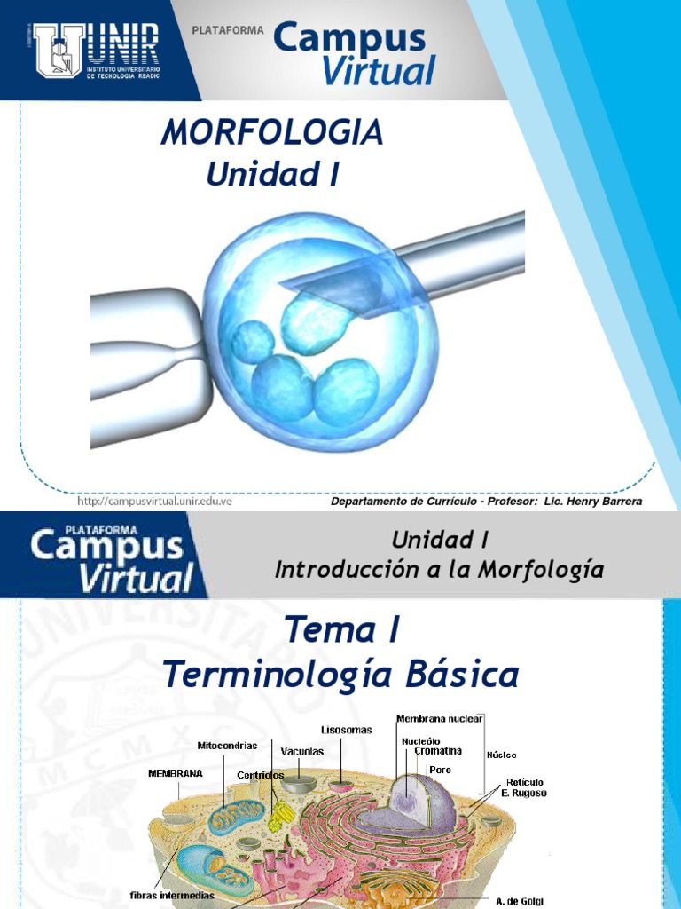 Morfologia - Introduccion A La Morfologia - Unidad I | PDF | Biología Celular) | Química