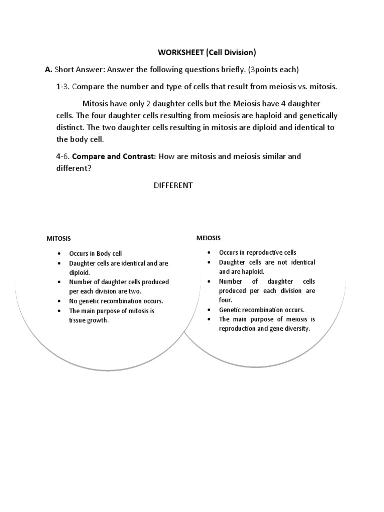 Cell Division Worksheet | PDF | Meiosis | Mitosis