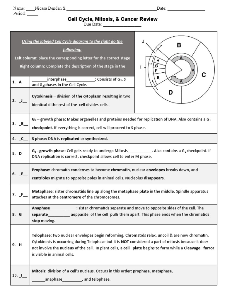 Cell Cycle Worksheet | PDF | Mitosis | Cell Cycle