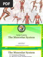 GCSE PE Muscular System Revision Guide | PDF | Anatomical Terms Of ...