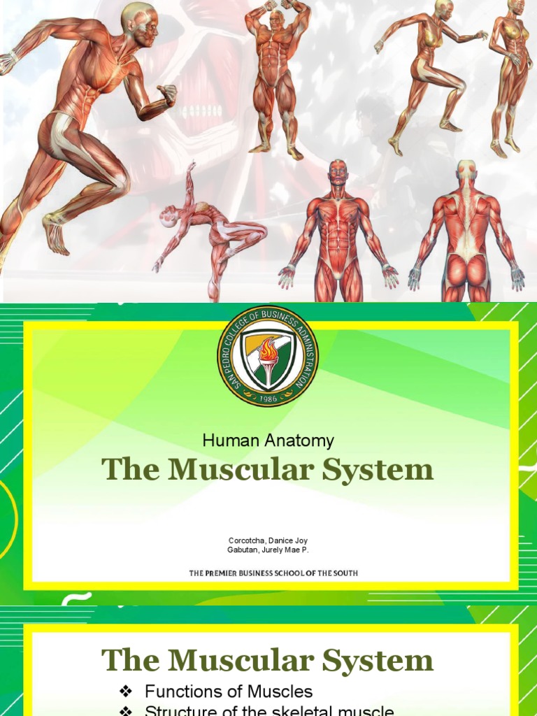 Understanding the Human Muscular System | PDF | Muscle | Muscle Contraction