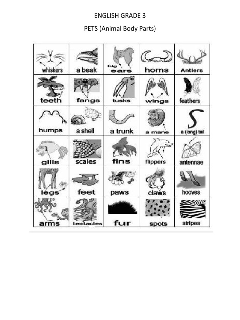 Pets Worksheet for Grade 3 | PDF