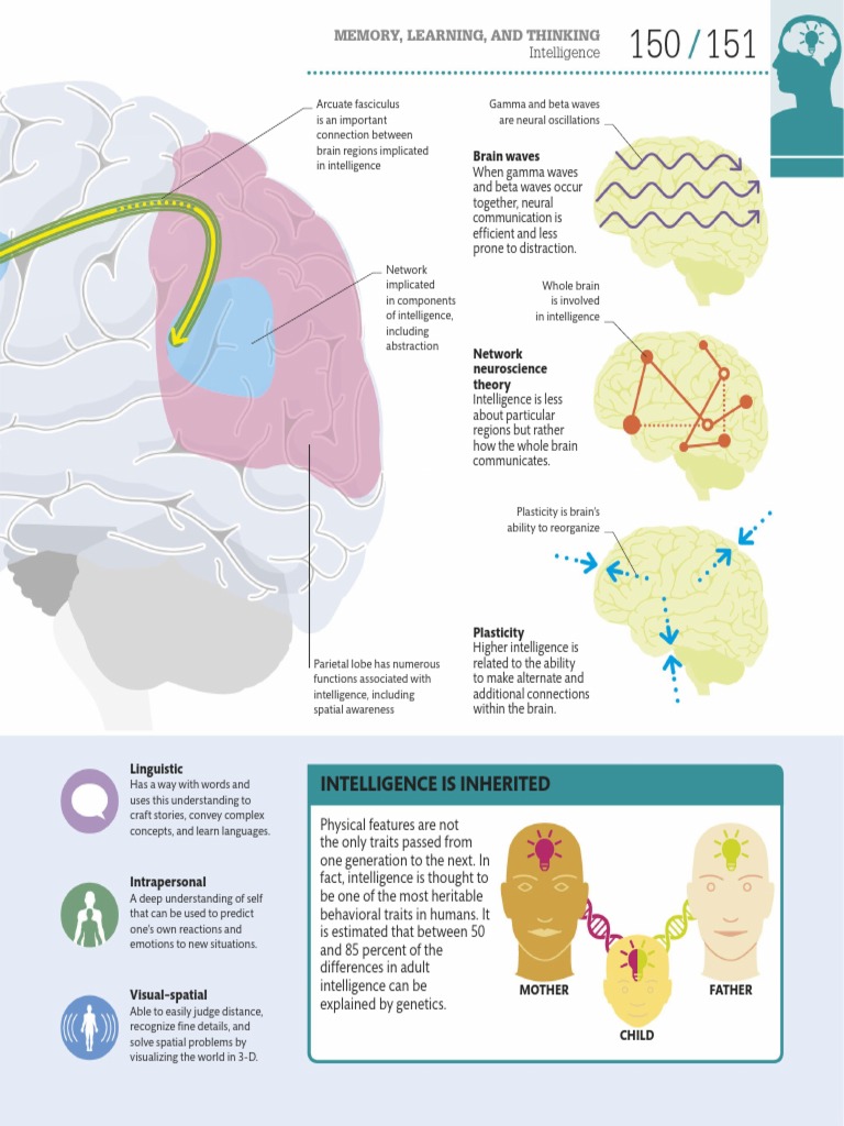 How The Brain Works The Facts Visually Explained-151-224 | PDF ...