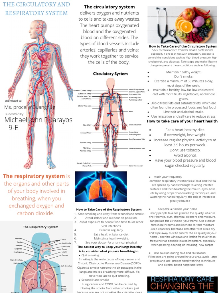 The Circulatory and Respiratory System | PDF | Circulatory System | Air ...