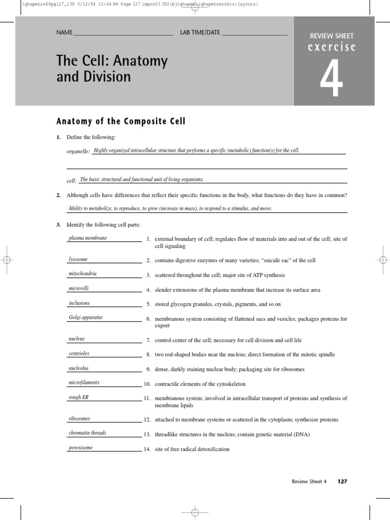 The Cell: Anatomy and Division: Exercise | PDF | Mitosis | Cell (Biology)