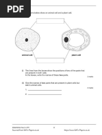 Lab Report - Phloem & Xylem | PDF | Plant Stem | Tissue (Biology)