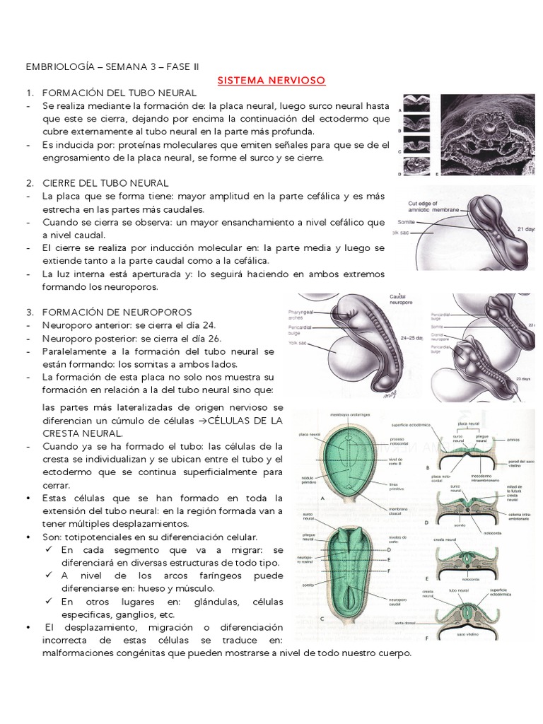 Embriología - Desarrollo Del Sistema Nervioso | PDF | Glándula ...
