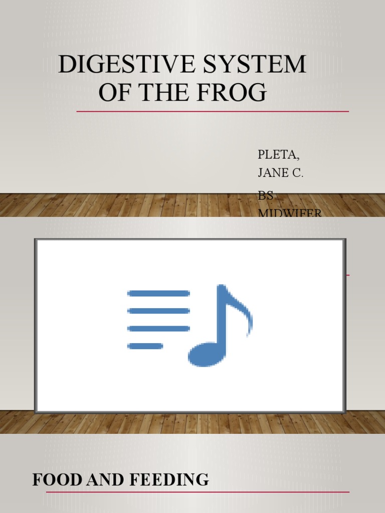 Frog Digestive System Overview | PDF | Stomach | Pancreas