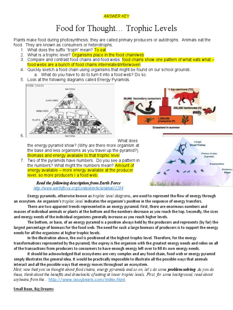 Energy Flow and Trophic Levels Explained | PDF | Food Web | Soybean