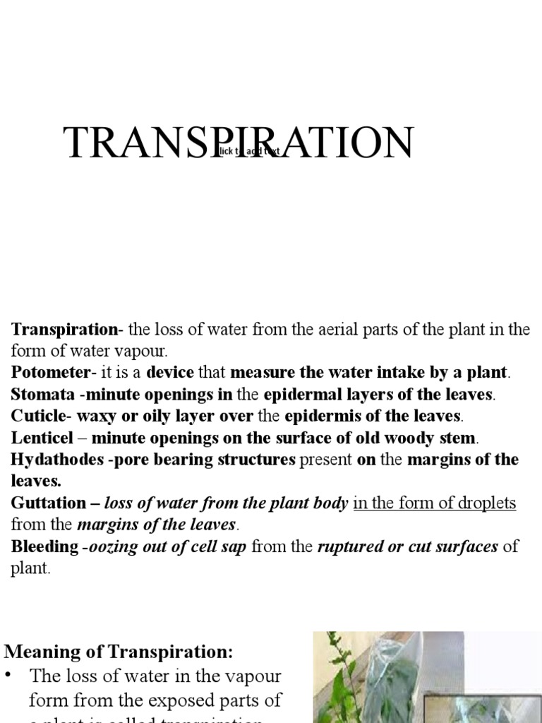 Transpiration Class 10 | PDF | Stoma | Leaf