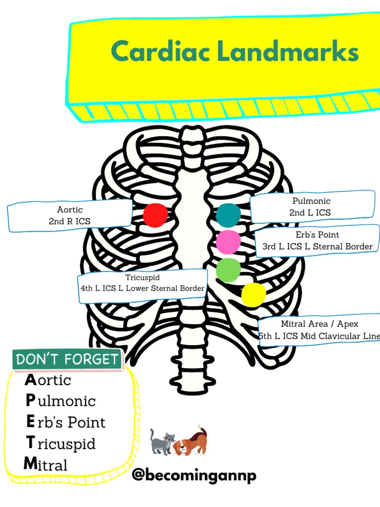 Cardiac Landmarks 2 | PDF