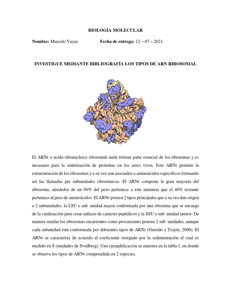 Tipos de Arn Ribosomal | PDF | Rna ribosomal | Ribosoma