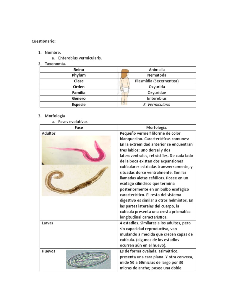 Enterobius Vermicularis. | PDF | Sistema reproductivo | Alergia