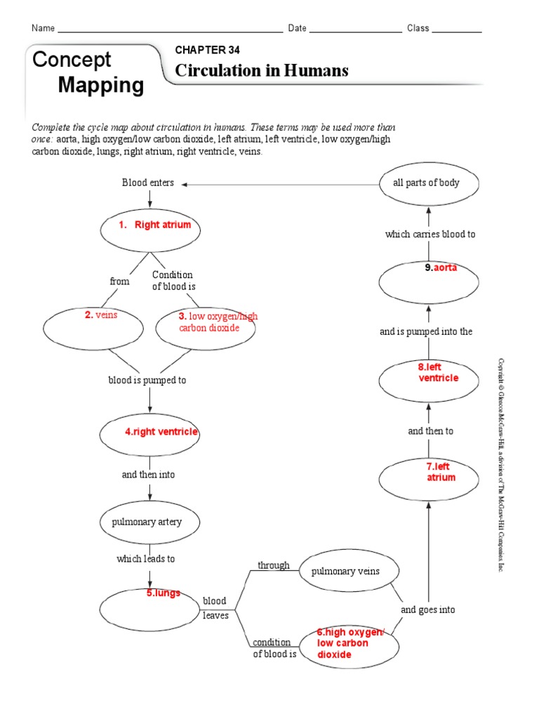 Concept Mapping Circulatory Respiratory and Excretory Systems Editable ...