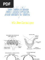 Fitomejoramiento - Endogamia y Heterosis | PDF | Endogamia | Dominancia (Genética)