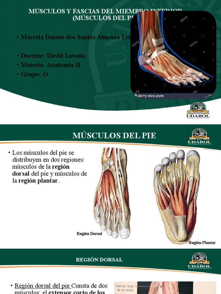 Anatomía de los músculos del pie | PDF | Dedo del pie | Pie