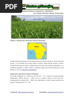 Ficha Técnica Del Pasto Guinea (Panicum Máximum Cv. Guinea Común) | PDF