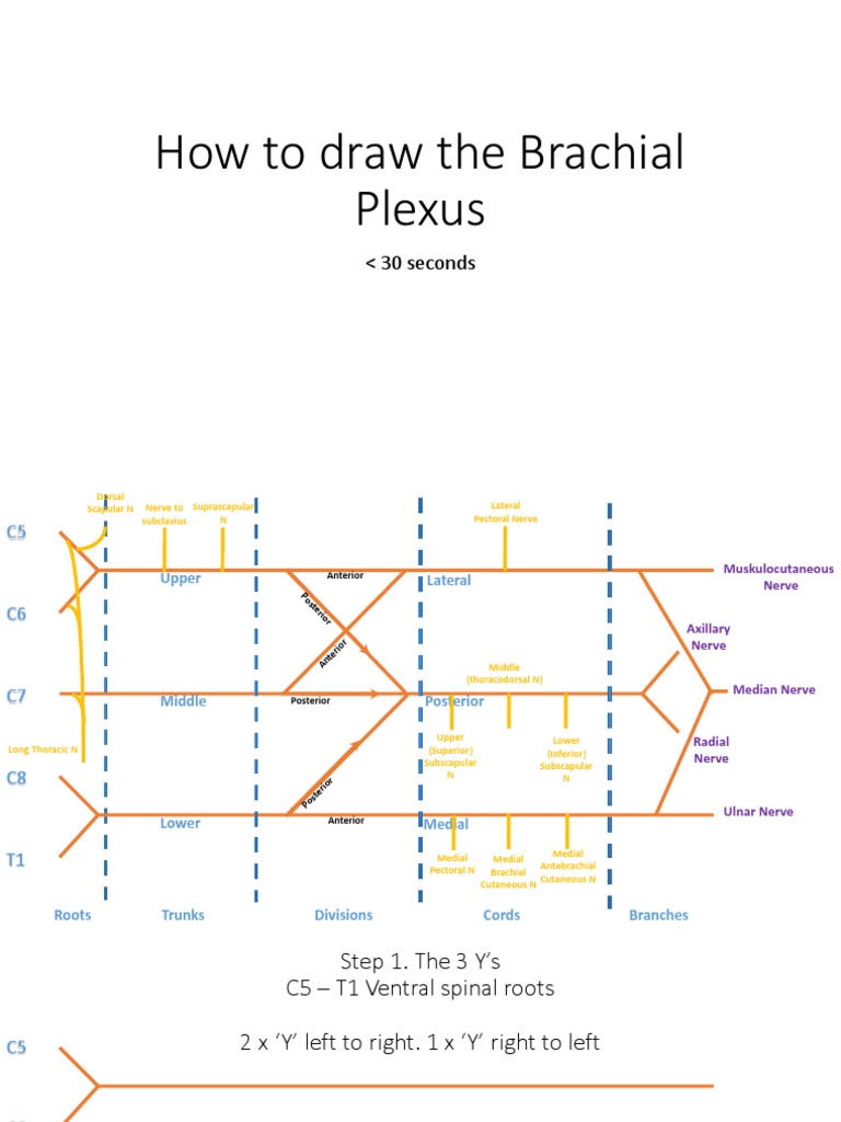 How To Draw The Brachial Plexus | Download Free PDF | Human Anatomy ...