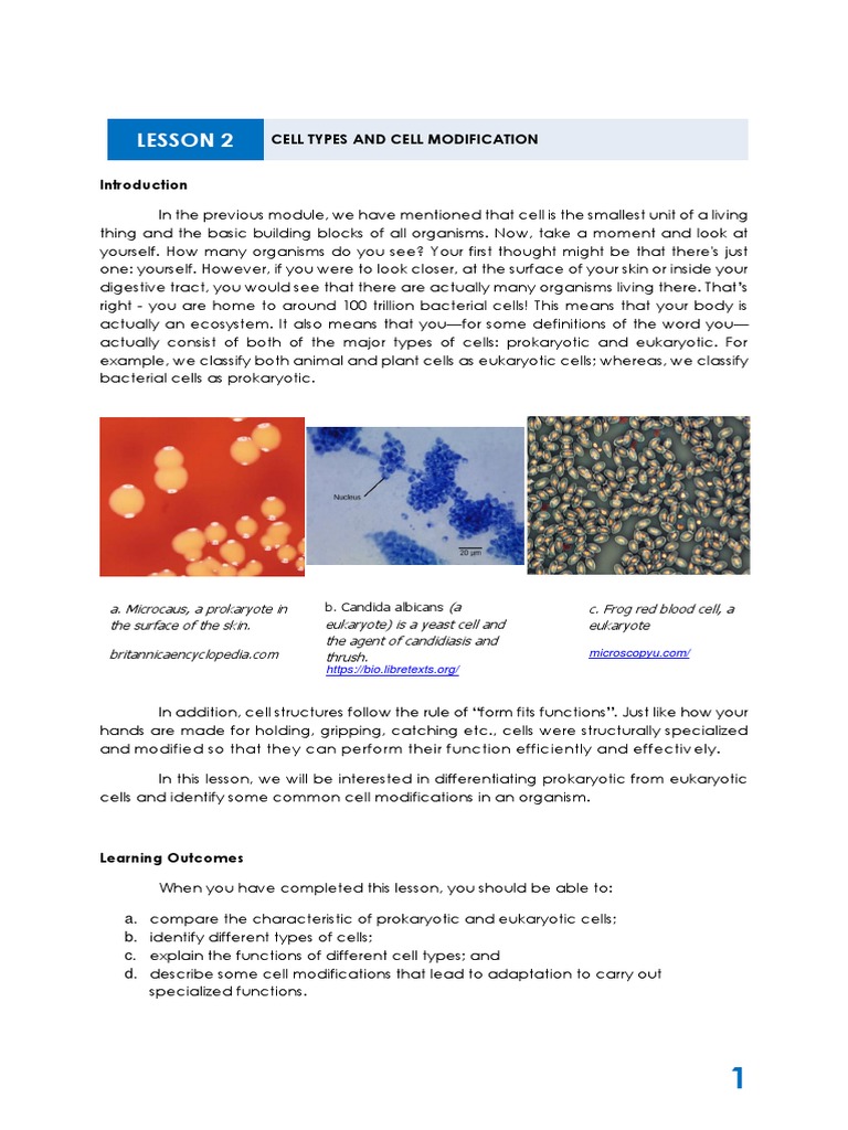 Lesson 2: Cell Types and Cell Modification | PDF | Cell (Biology ...