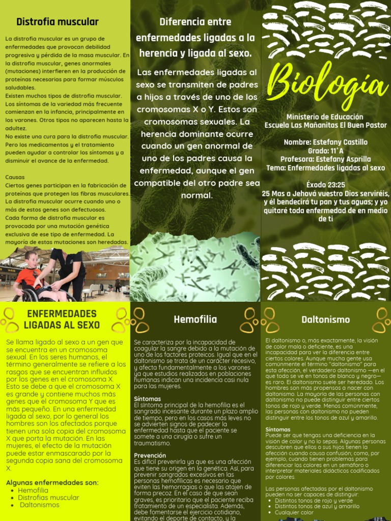 Estefany Castillo 11°A Triptico de Enfermedades Ligadas Al Sexo | PDF ...