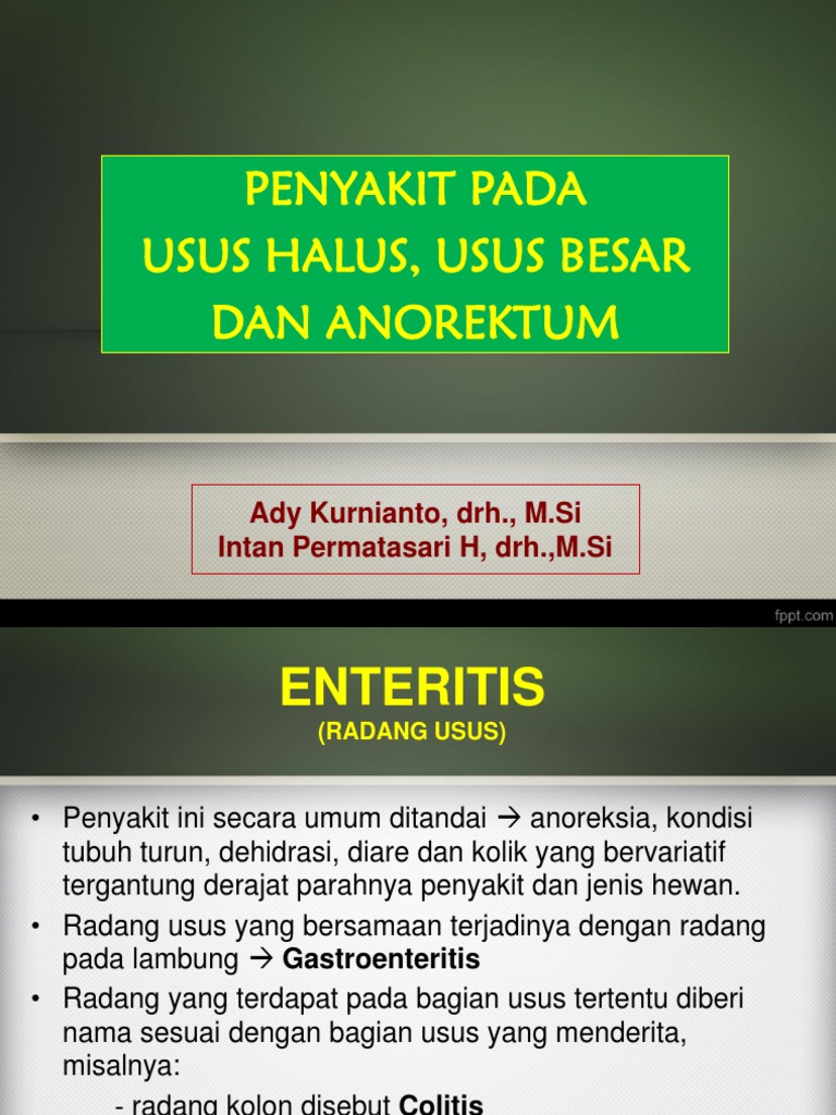 Sistema Digesti - III | PDF