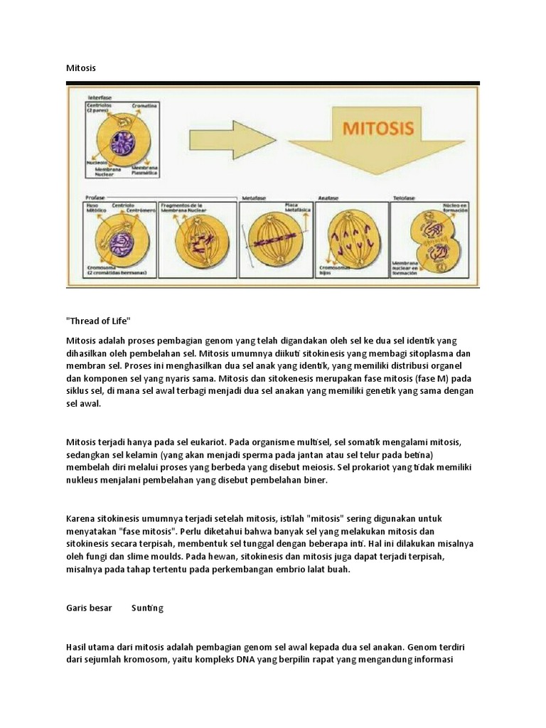 Mitosis | PDF