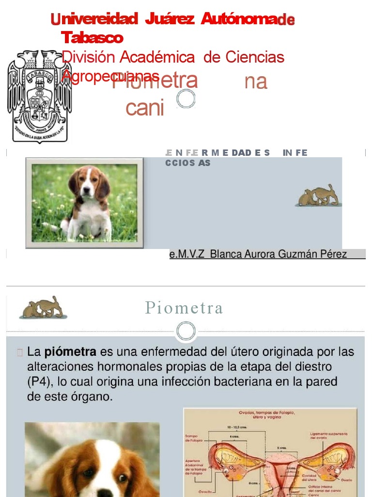 Piometra Canina | PDF | Medicina CLINICA | Enfermedades y trastornos