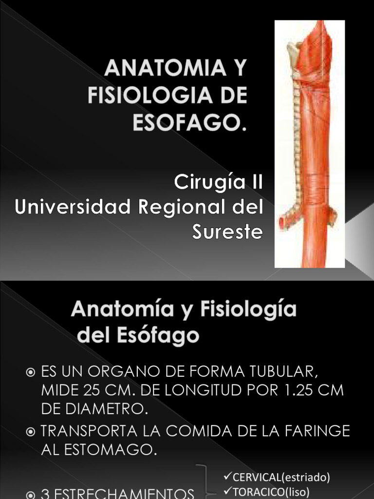 Anatomia y Fisiologia de Esofago | PDF | Esófago | Estómago