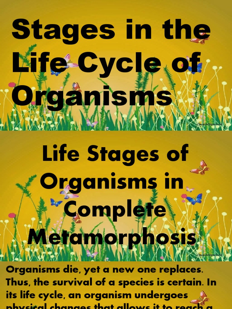 Stages in The Life Cycle of Organisms | Download Free PDF | Pupa | Insects