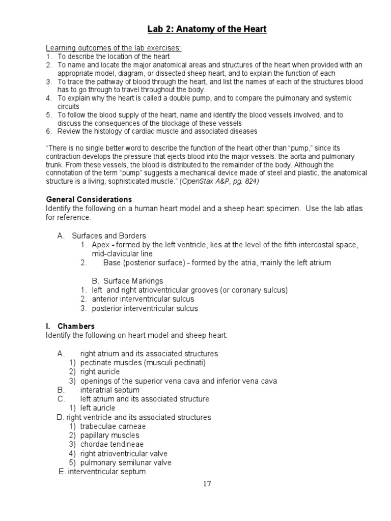 AP2 Lab2 Anatomy of The Heart Lab SP21 | PDF | Heart Valve | Heart
