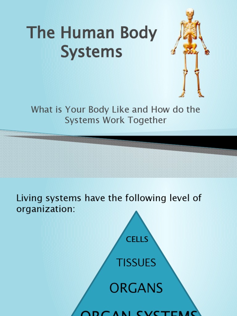Overview of Human Body Systems | PDF | Human Body | Blood