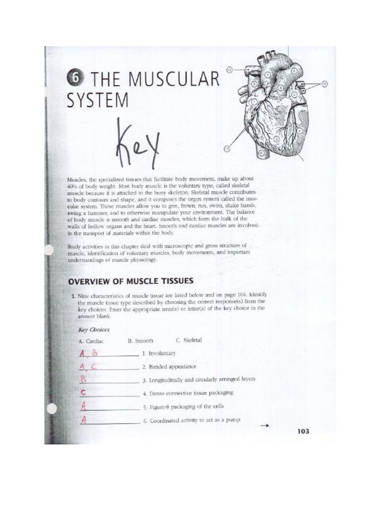 Muscle System Packet Key | PDF