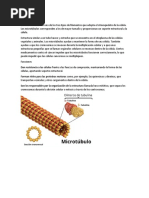 Clasificación y funciones de plastidios | PDF | Cloroplasto | Fotosíntesis