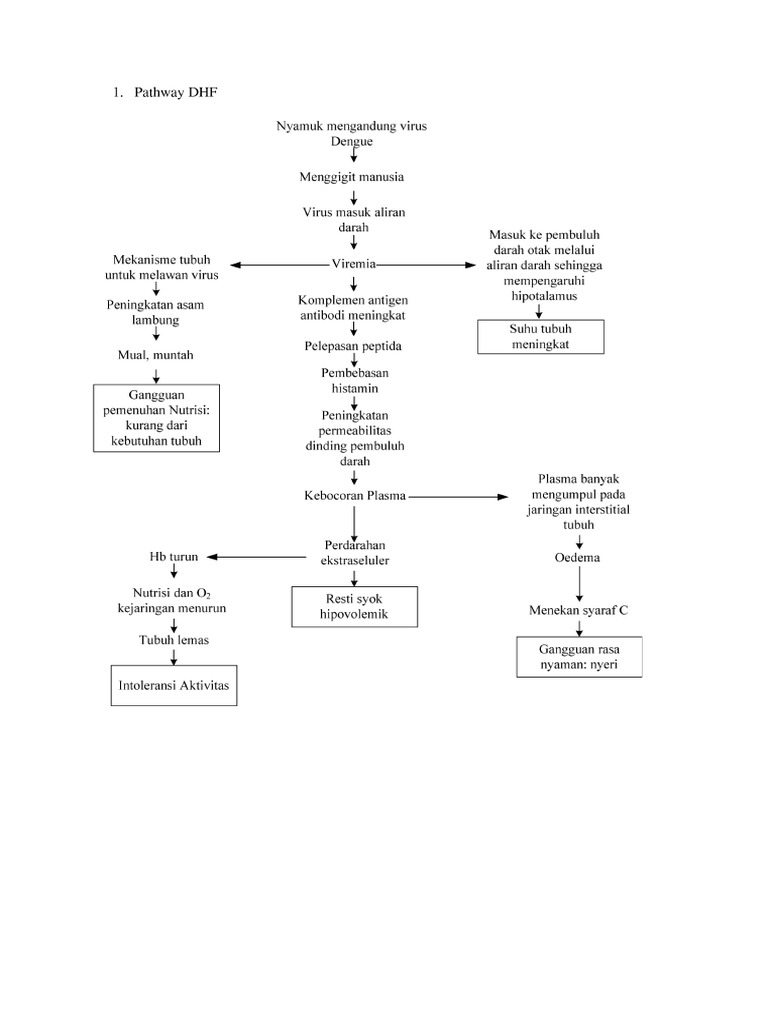 Pathway DHF Dewasa | PDF