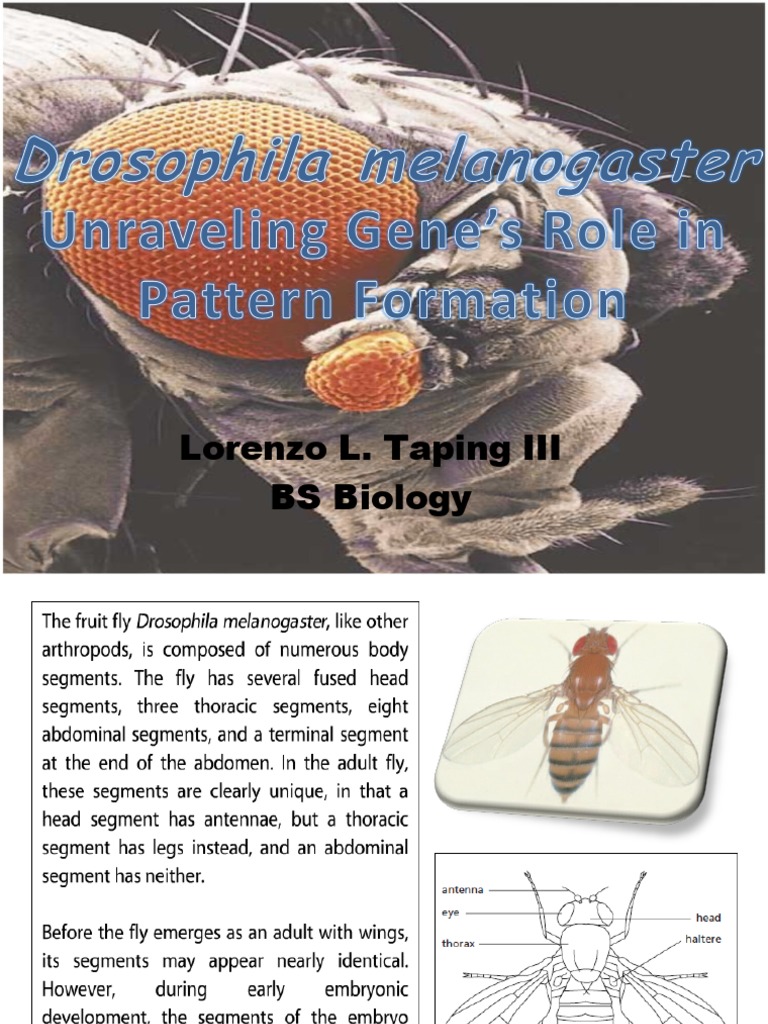 Insect Embryonic Development (Drosophila Melanogaster) | PDF | Nature ...