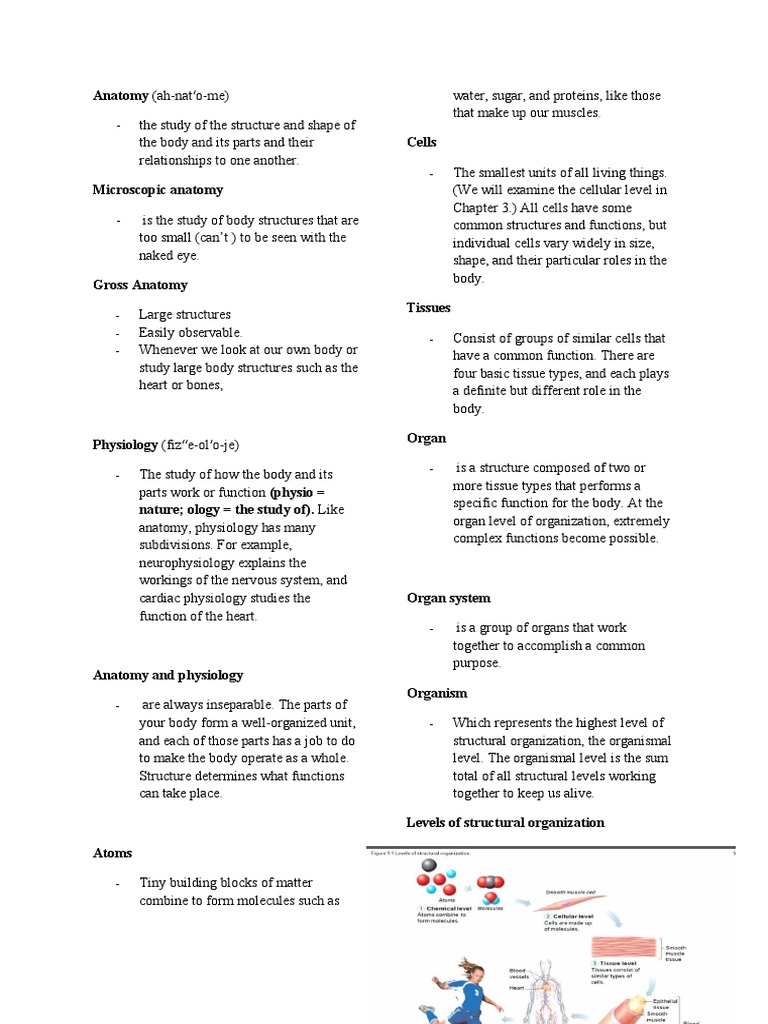 Anaphy Reviewer | PDF | Human Body | Lymphatic System