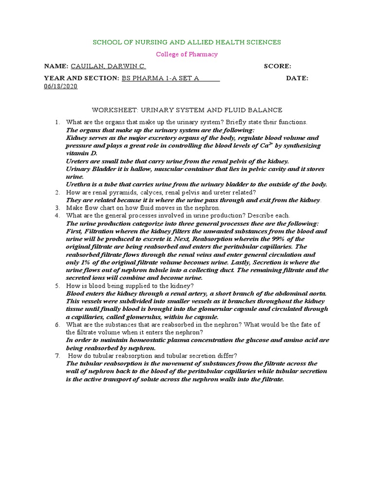 Urinary System and Fluid Balance Worksheet | PDF | Urinary System | Kidney