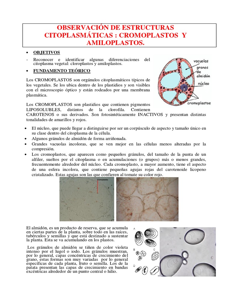 Estructuras de Cromoplastos y Amiloplastos | PDF | Plantas | Citoplasma