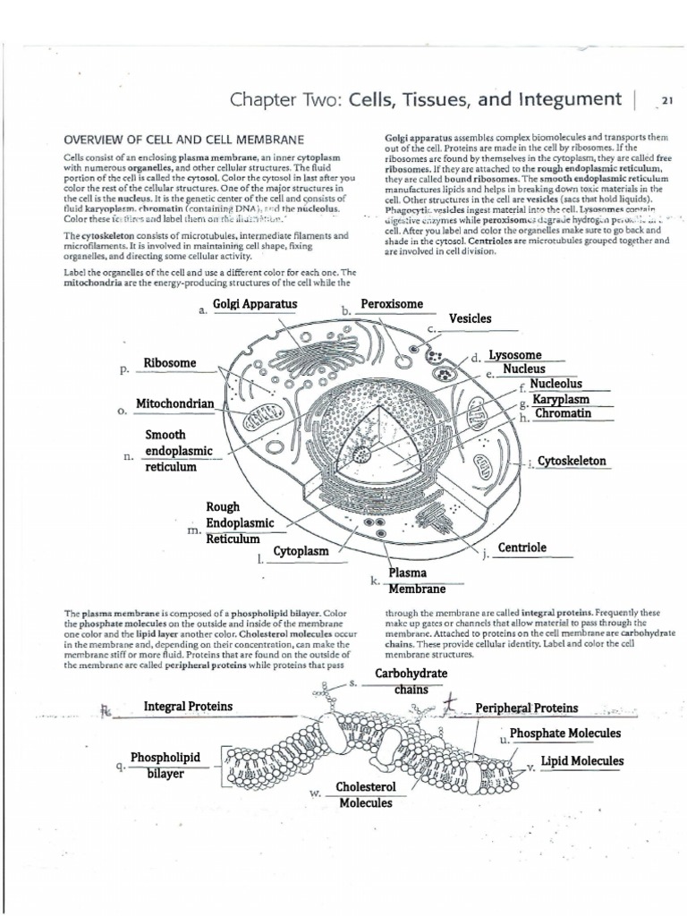 The Cell | PDF | Science & Mathematics