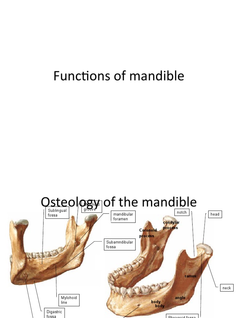 Functions of Mandible | PDF | Musculoskeletal System | Skeletal System