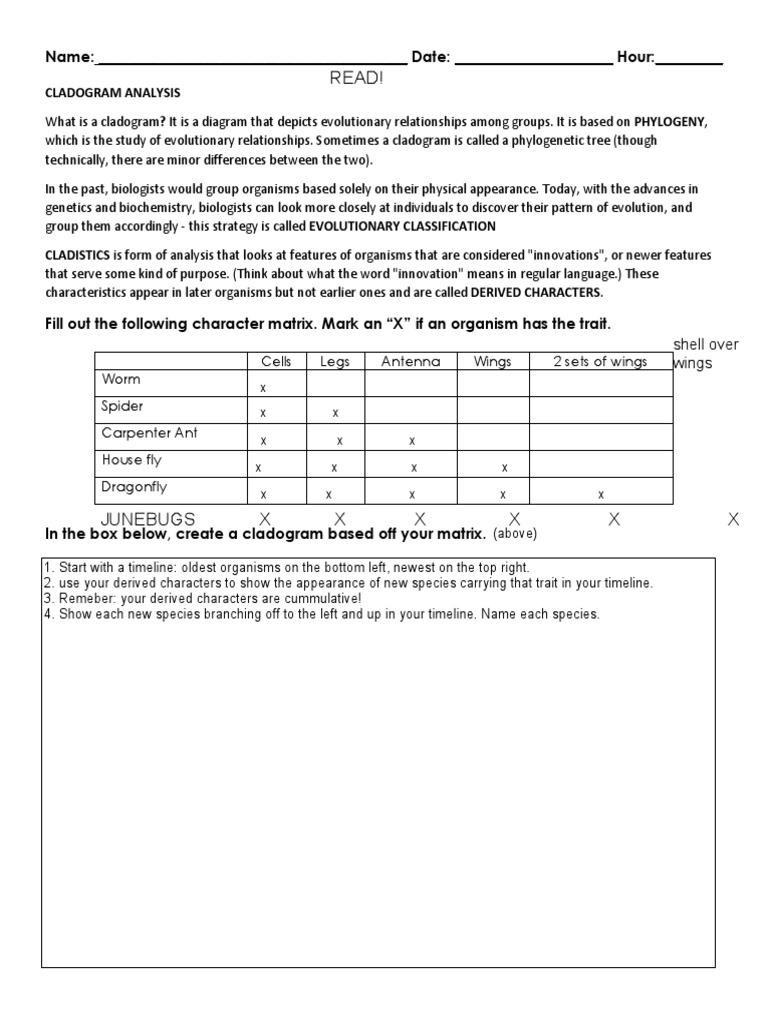 Cladogram Worksheet Practice KEY | PDF | Organisms | Phylogenetics