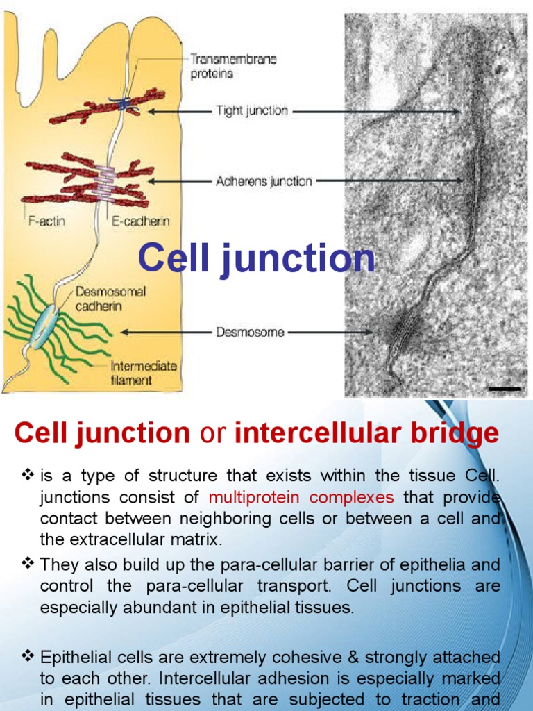 4 - Cell Junctions | PDF | Epithelium | Biology